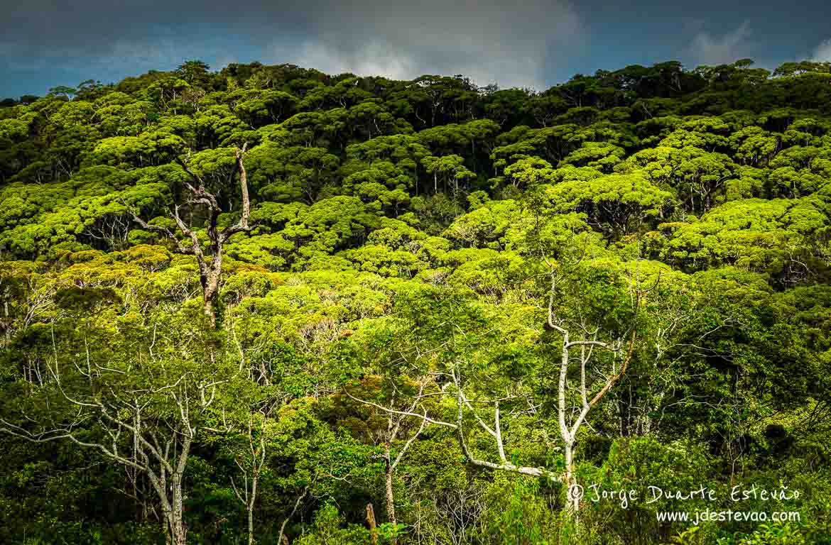 Visitar a Floresta de Sinharaja — eco paraíso no Sri Lanka | Lugares ...